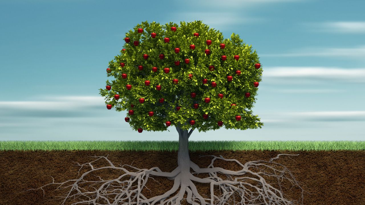 Planted for a Purpose - Beautiful in Jesus